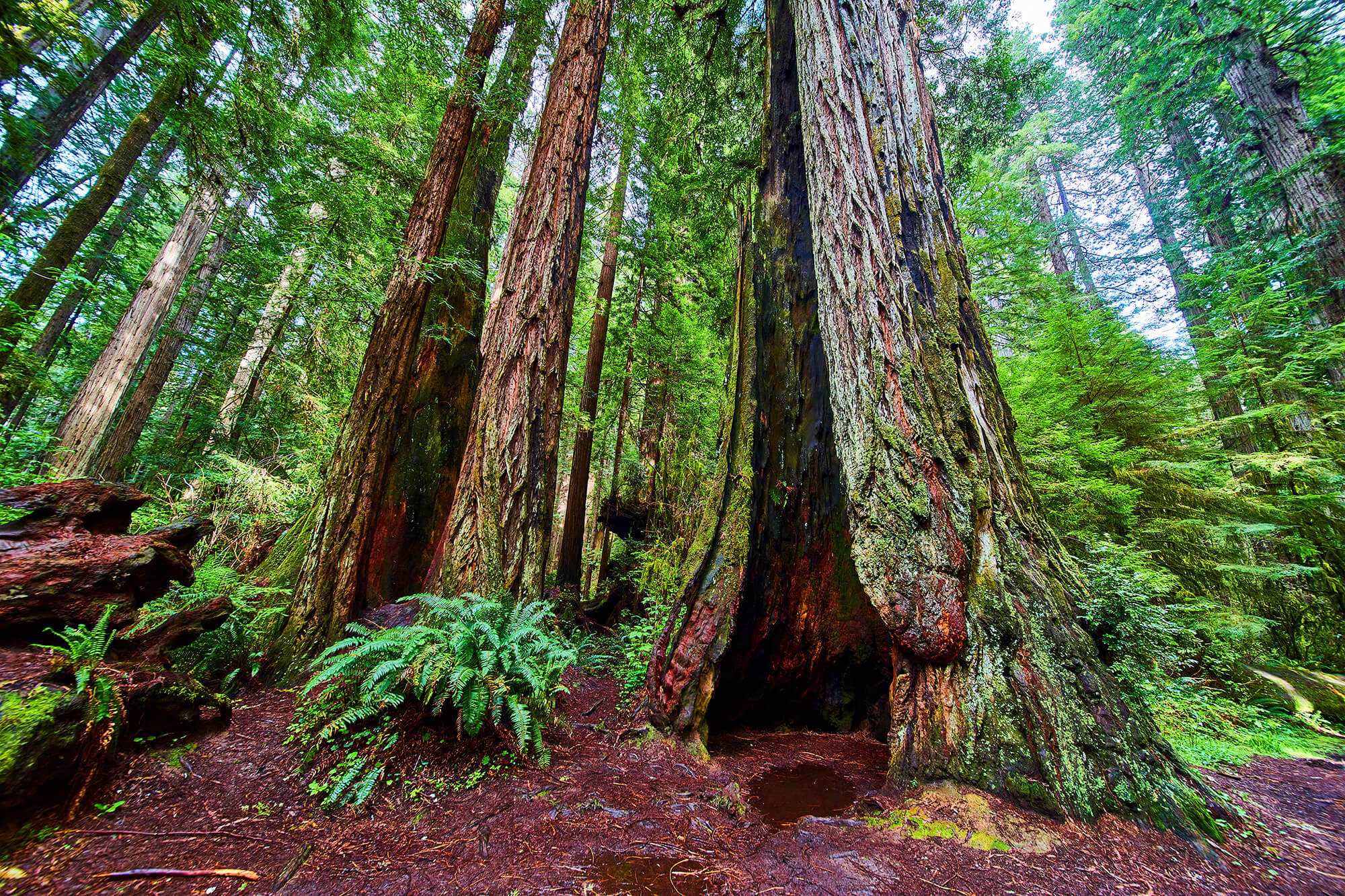 NJ Productions - Redwoods in a Day